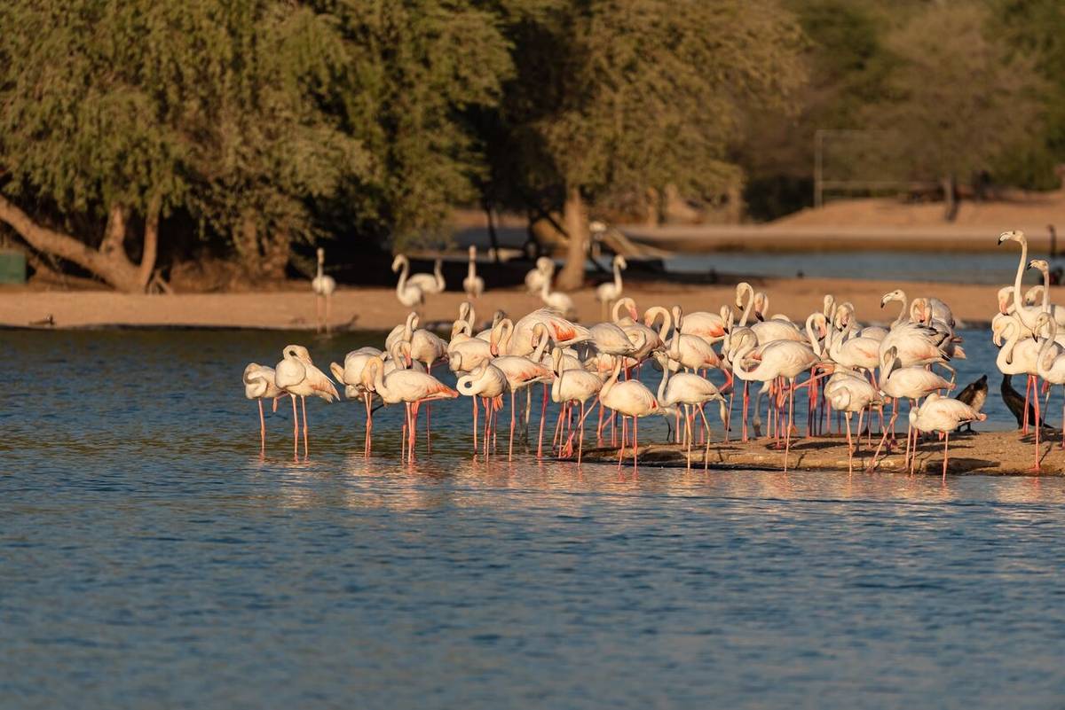 Why Locals Are Picking Al Qudra Lake Over The Red Dunes