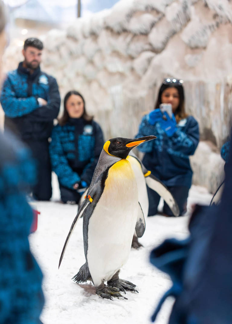 Waddle And Breakfast With Penguins In Dubai's 'Icy Wonderland'