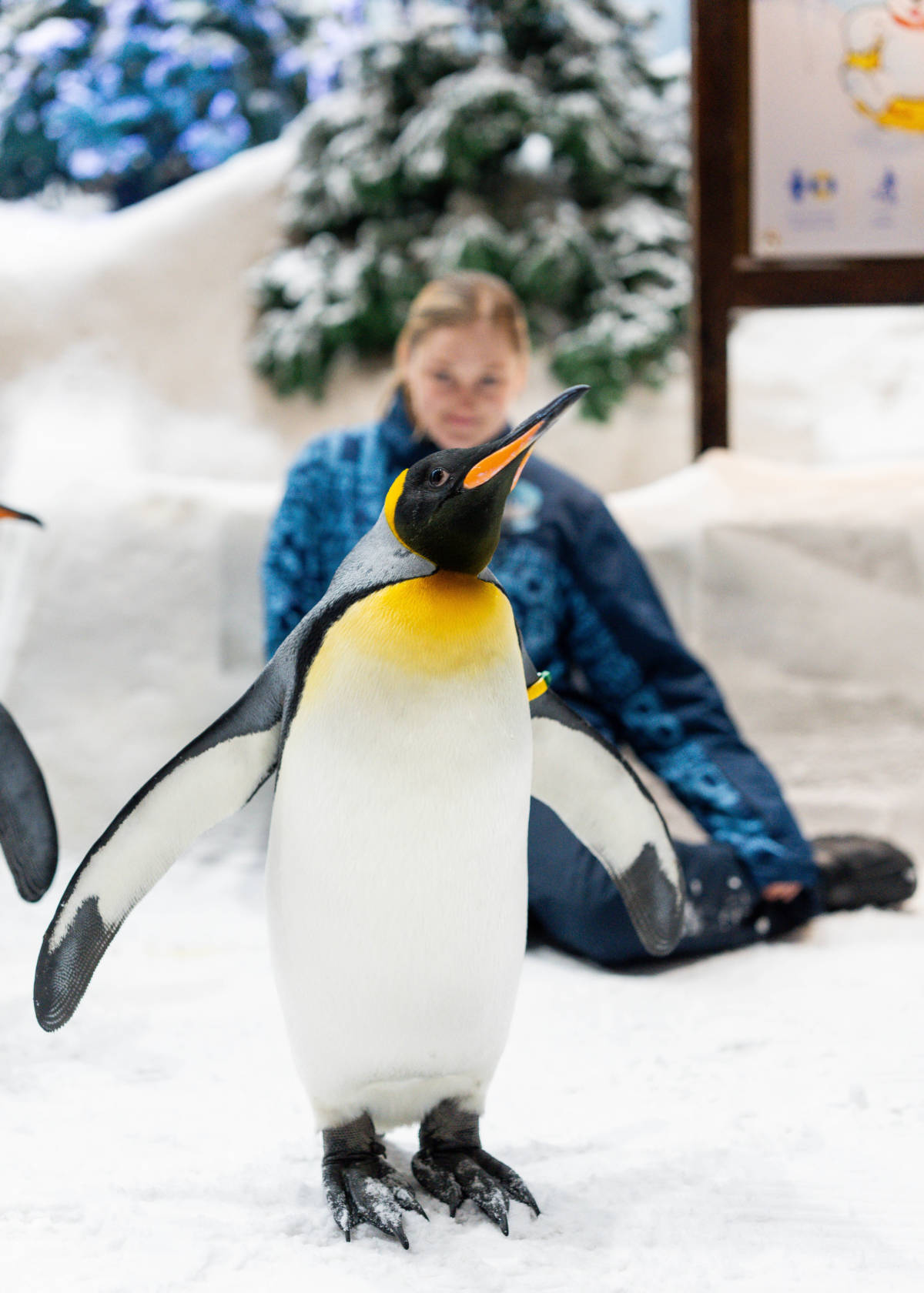 Waddle And Breakfast With Penguins In Dubai's 'Icy Wonderland'