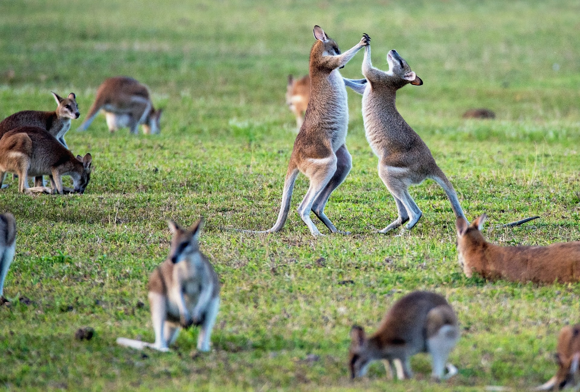 Lambay Island In County Dublin Has A Troupe Of Wild Wallabies