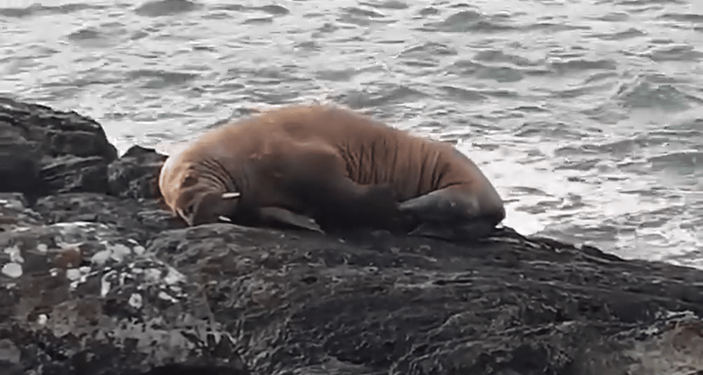 Ireland's First Ever Walrus Arrived On Kerry Shores Over The Weekend