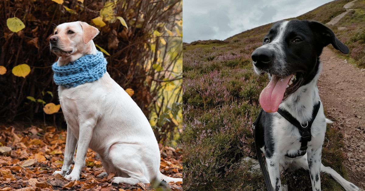 12 Glasgow Dogs You Should Definitely Be Following On Instagram