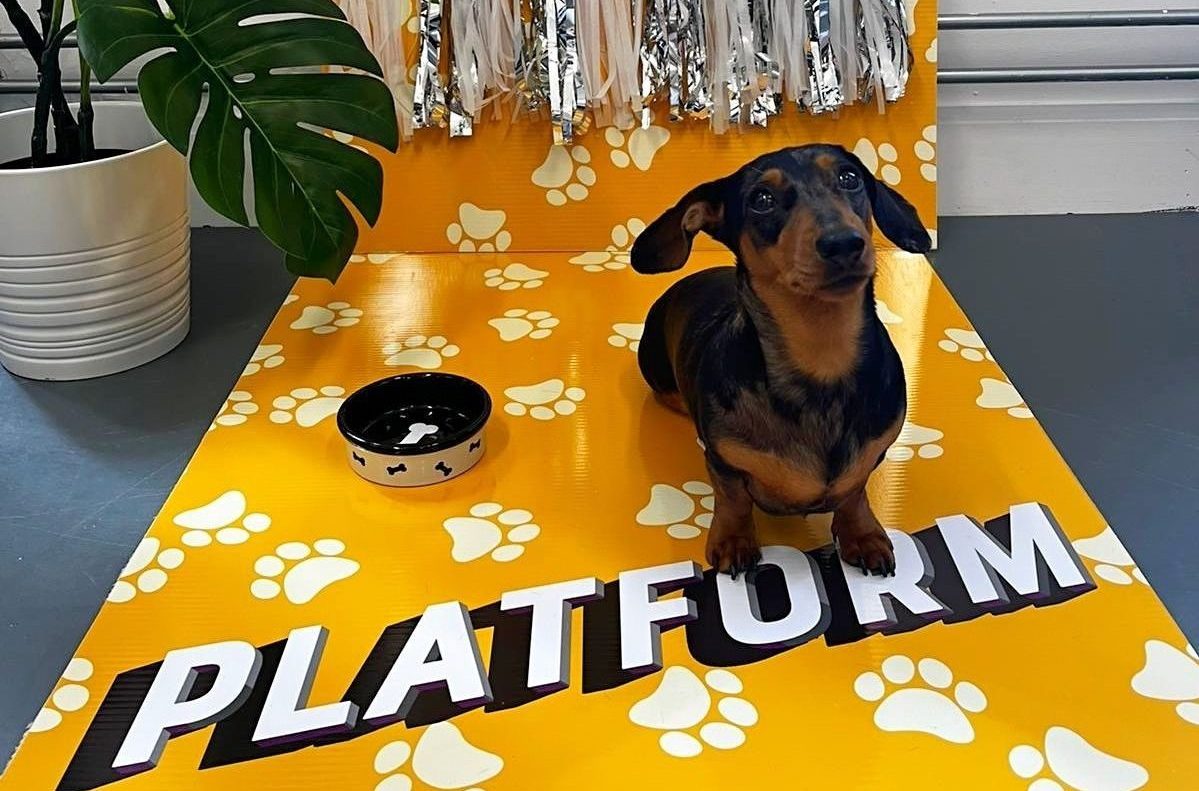 Platform For Pups: The Street Food Spot Launches A Pooch Paradise