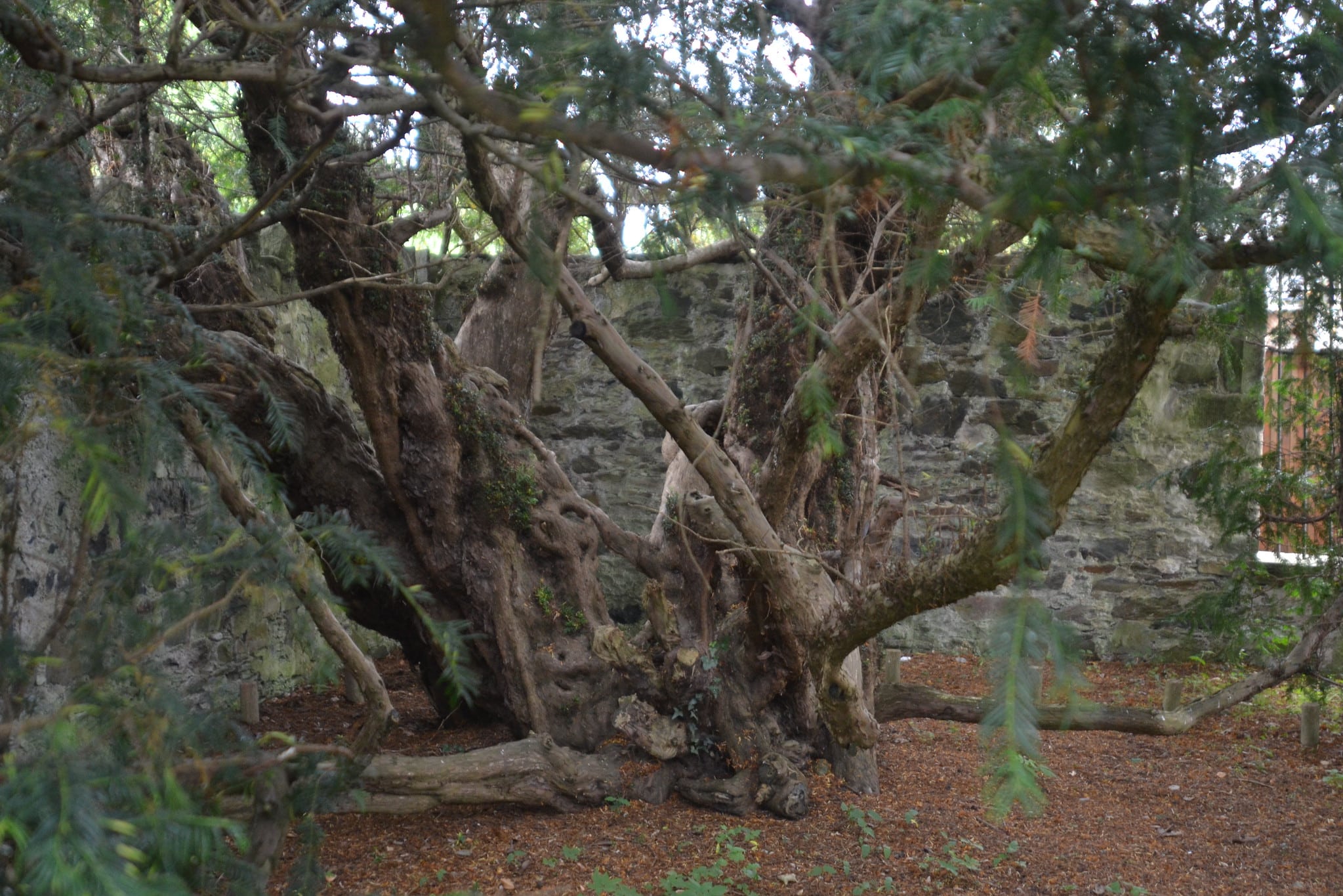 Fortingall Yew: This Ancient Scottish Tree Could Be 9000 Years Old