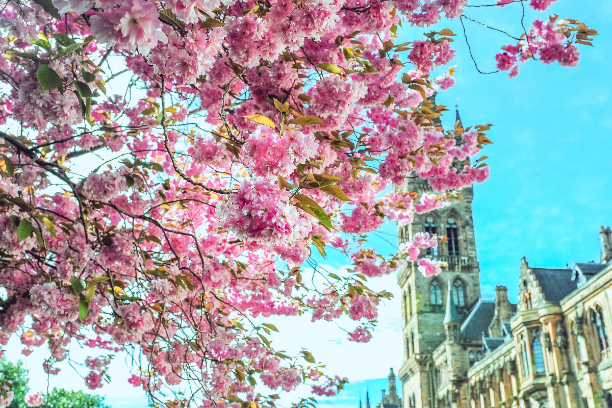6 Of The Best Spring Walks In Glasgow To Spot Cherry Blossoms