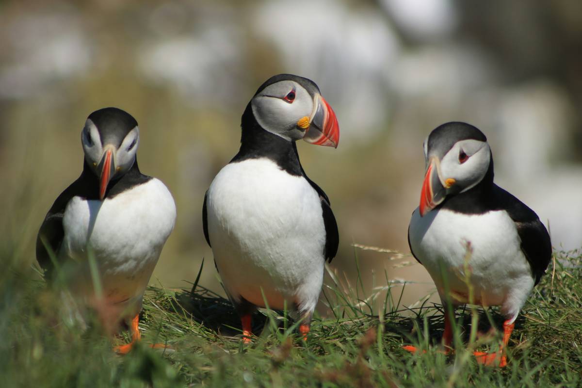 Where To See Puffins In Scotland Not Too Far From Glasgow - Secret Glasgow