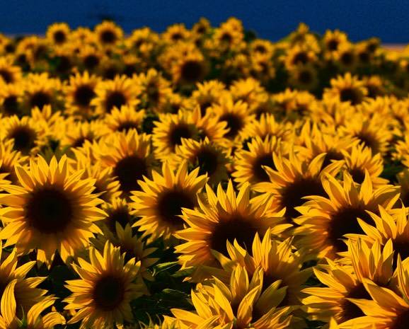 Balgone Estate Is Hosting A Pick Your Own Sunflower Trail This August
