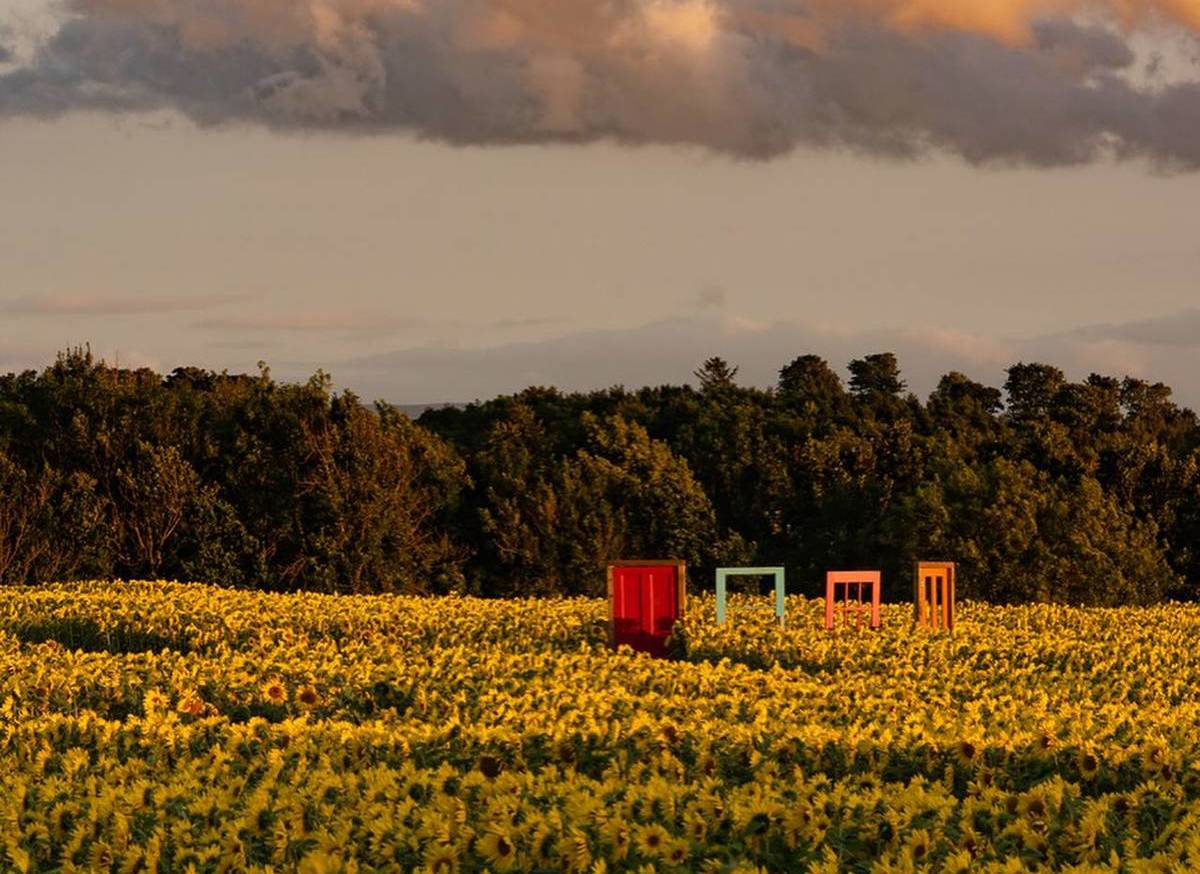 Balgone Estate Is Hosting A Pick Your Own Sunflower Trail This August