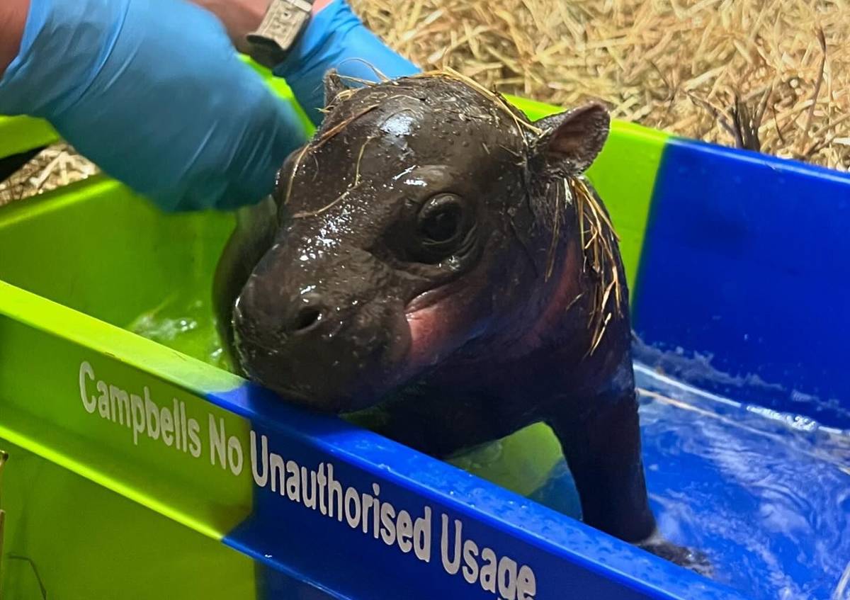Scotland Has Its Own Moo Deng As Edinburgh Zoo Welcomed A Baby Pygmy Hippo