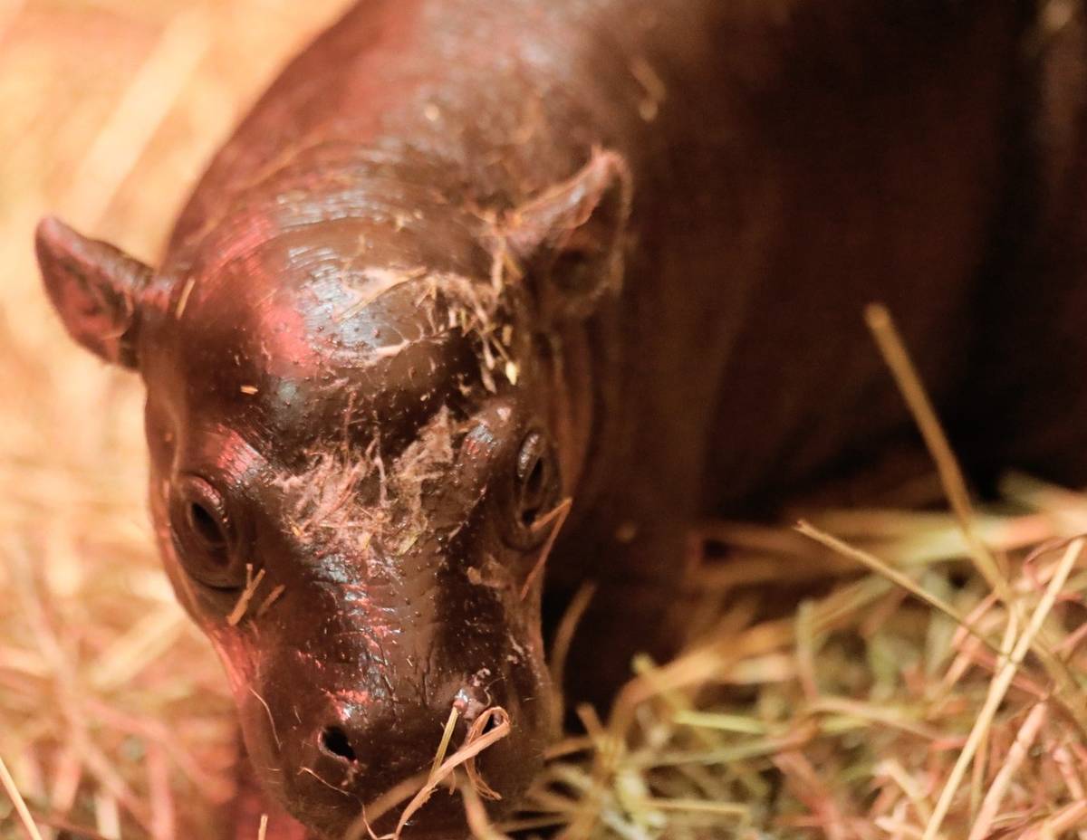 Scotland Has Its Own Moo Deng As Edinburgh Zoo Welcomed A Baby Pygmy Hippo