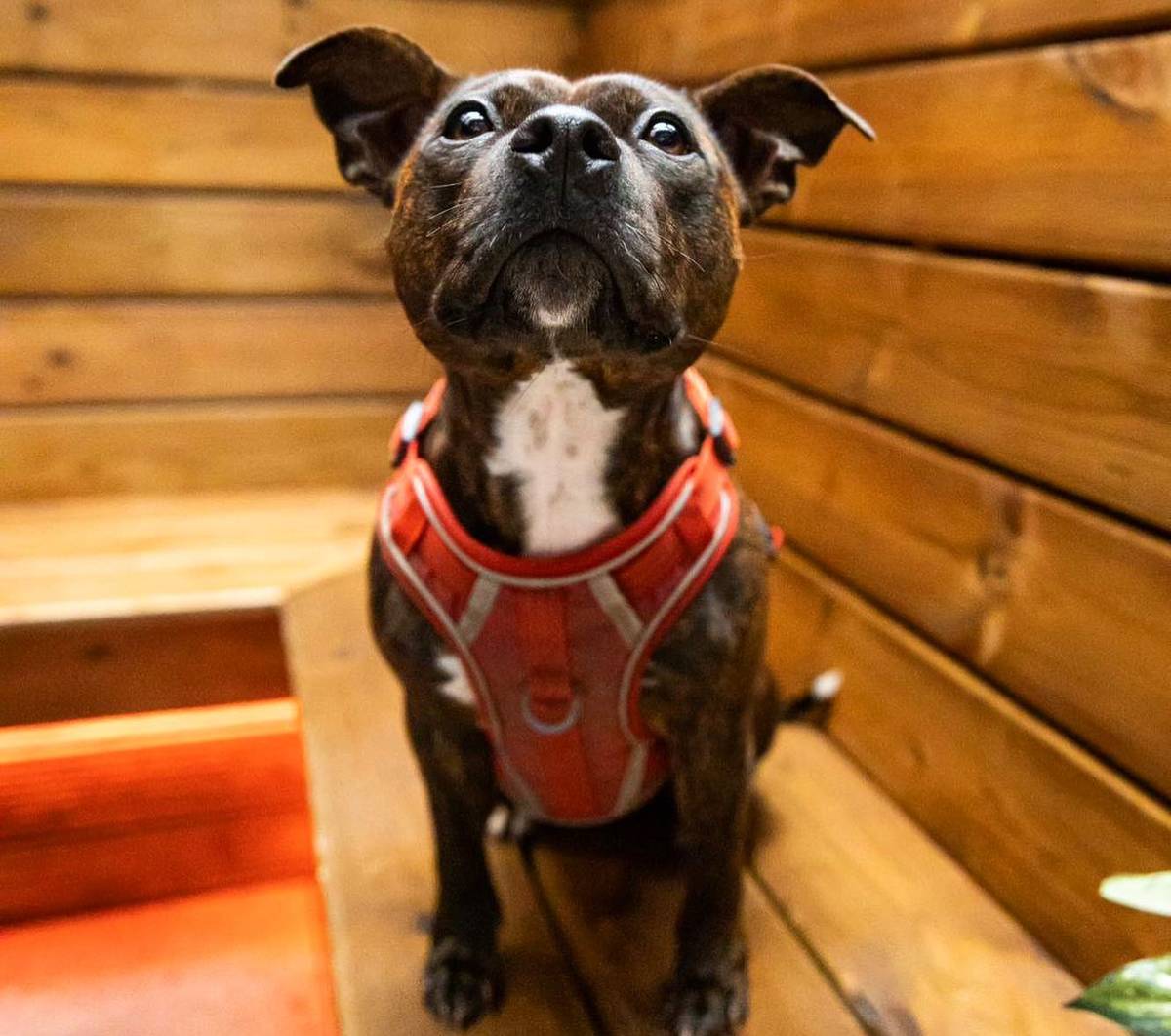 A Free Pup-A-Rita Dog Pawty Is Coming To Glasgow This Weekend