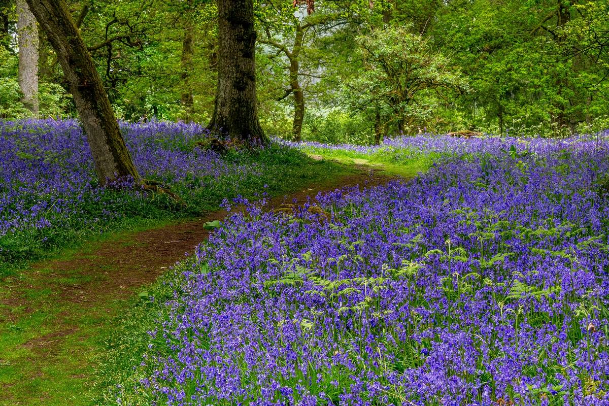5 Of The Best Walks To Witness Bluebells Near Glasgow - Secret Glasgow