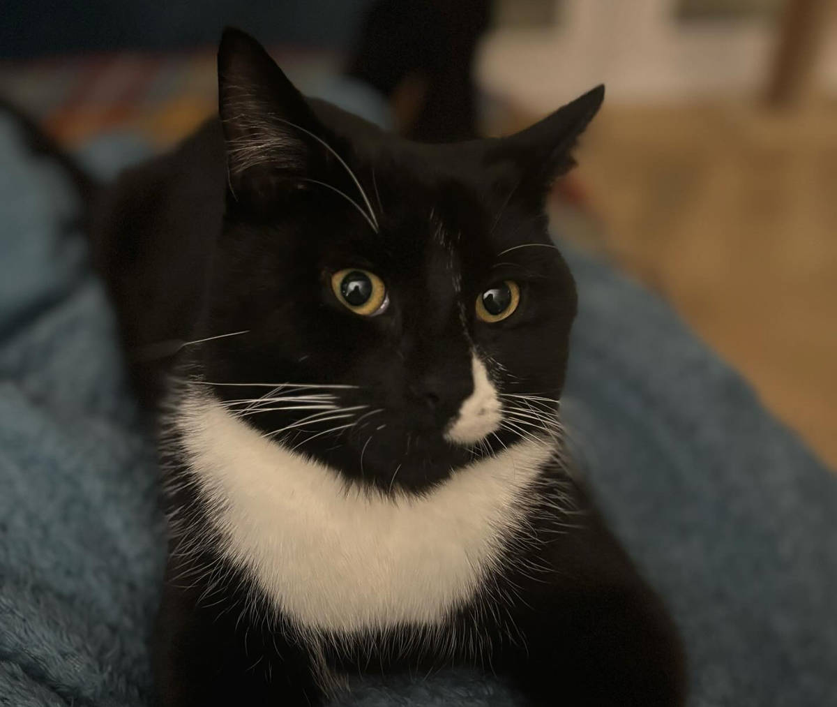 Harris The Cat Could Only Be Tempted Out Of A Tree With A McDonald's Burger
