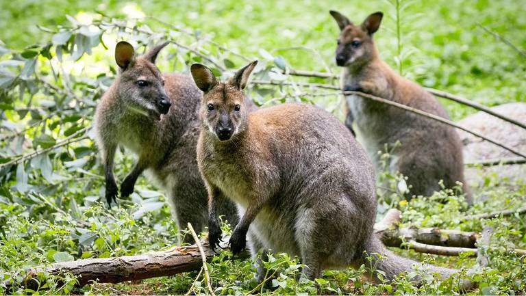 The Scottish Island That Has Been Inhabited By Adorable Wild Wallabies ...