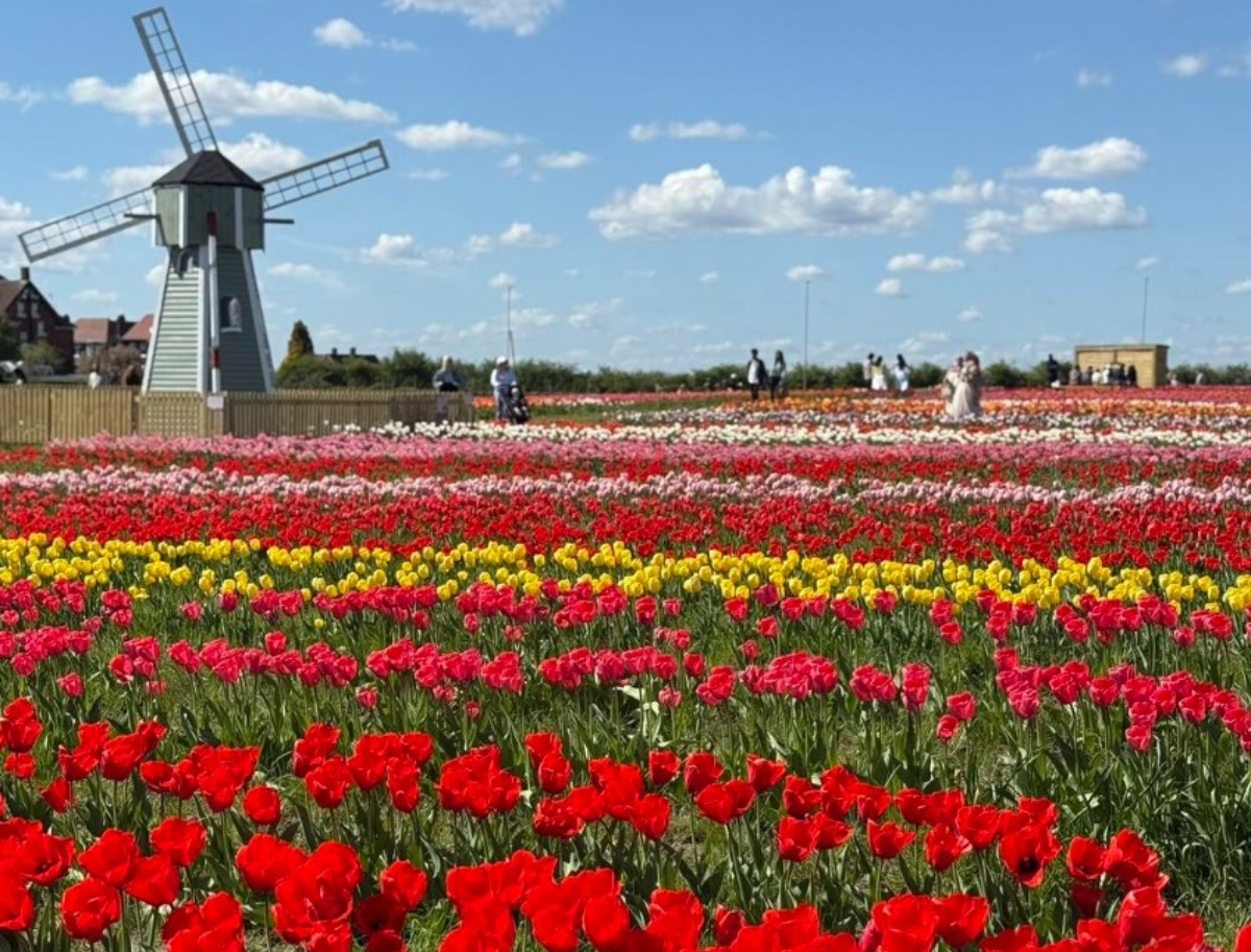 This Scottish farm is hosting a massive tulip field starting next week ...