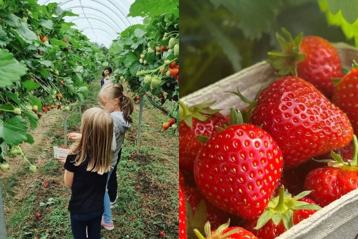 This Scottish farm is hosting a massive pick-your-own strawberry field ...