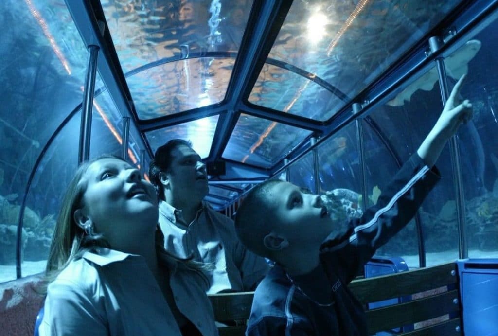 Get An Up-Close Look At Sharks On This Underwater Train Ride In Houston ...