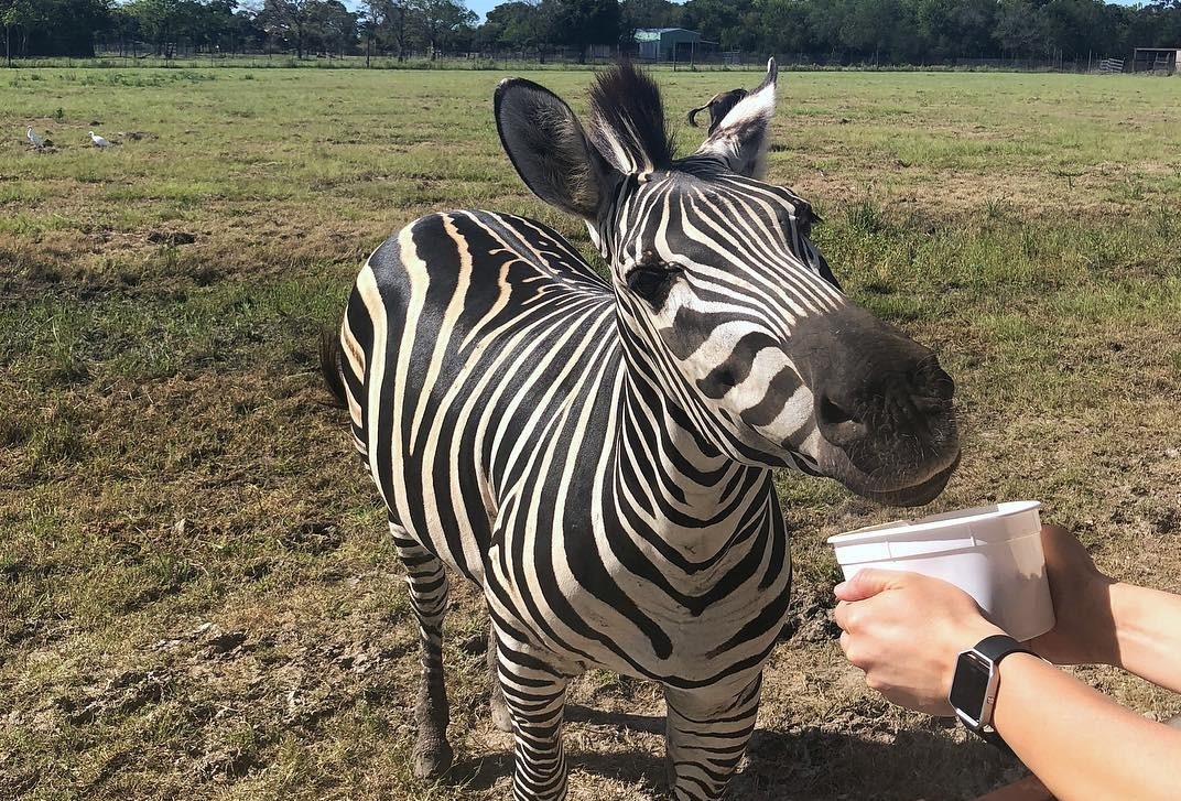Go On An Exotic Drive-Thru Safari Just Outside Of Houston • Bayou ...