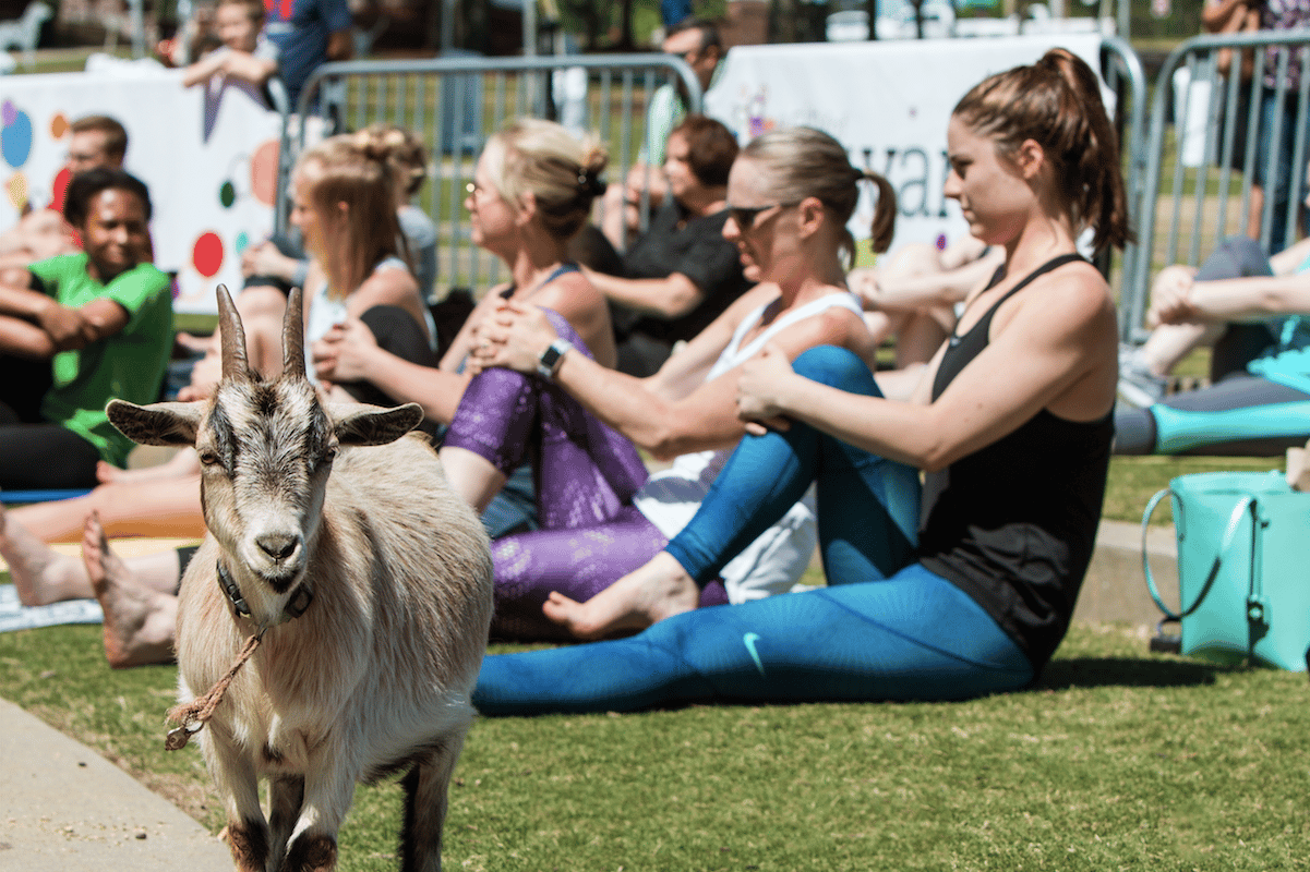 Cuddle All The Animals At This Therapeutic Farm And Goat Yoga Facility