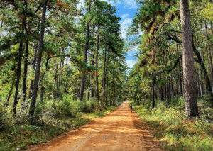 50+ Wonderful Things To Do This Spring In Houston