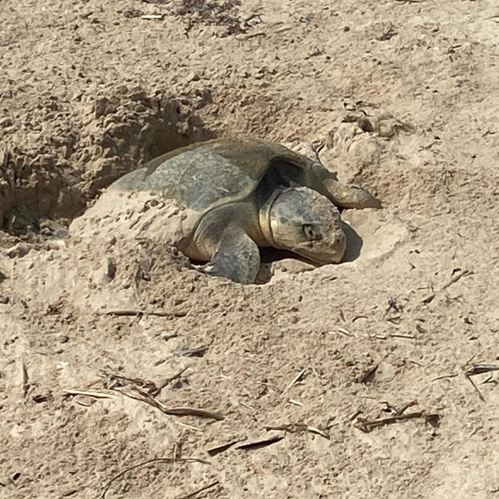 The World's Rarest Sea Turtle Lays Eggs On Texas Beach - Secret Houston