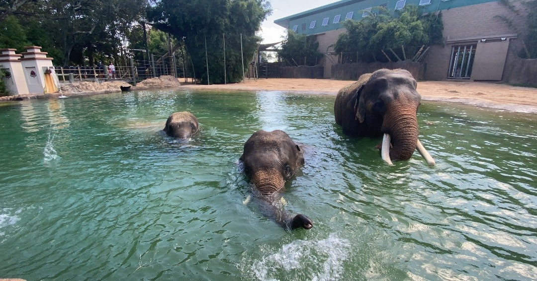 Free Tuesdays At The Houston Zoo Is A Must For Houstonians