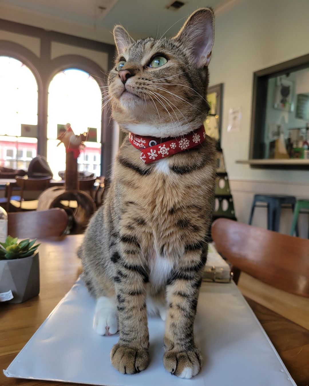 Cuddle With Cats At El Gato Coffeehouse Cat Cafe In Houston