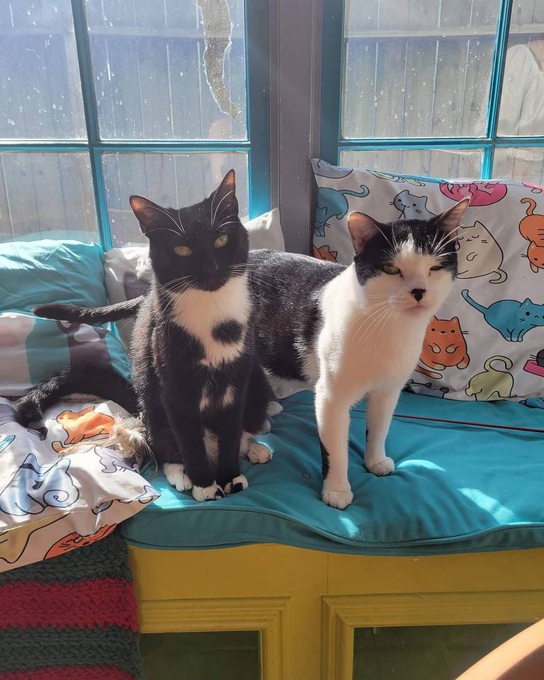 Cuddle With Cats At El Gato Coffeehouse Cat Cafe In Houston