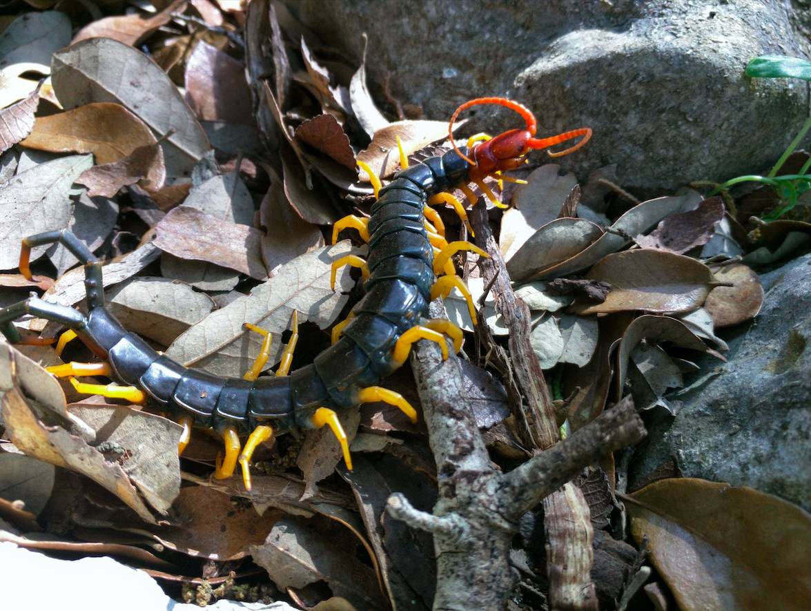 10 Of The Most Dangerous Bugs In Texas