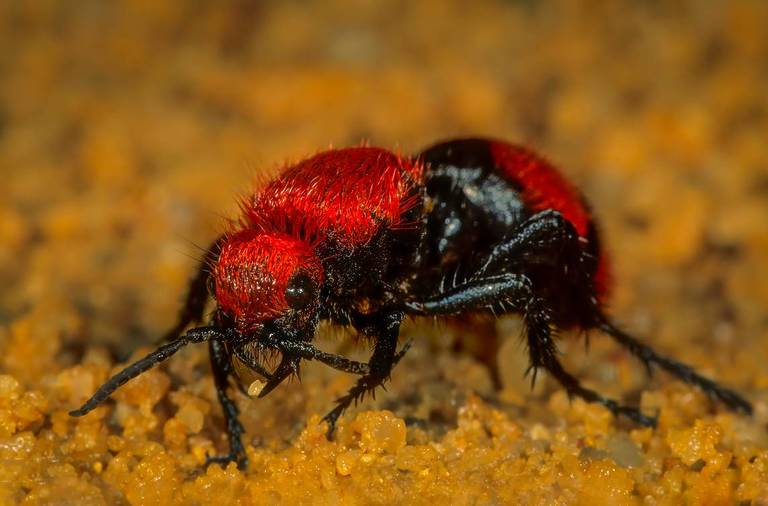 10 Of The Most Dangerous Bugs In Texas