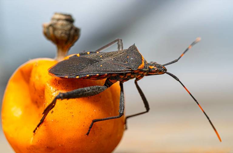 10 Of The Most Dangerous Bugs In Texas