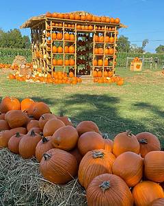 10+ Fabulous Fall Festivals In Houston To Enjoy This 2025