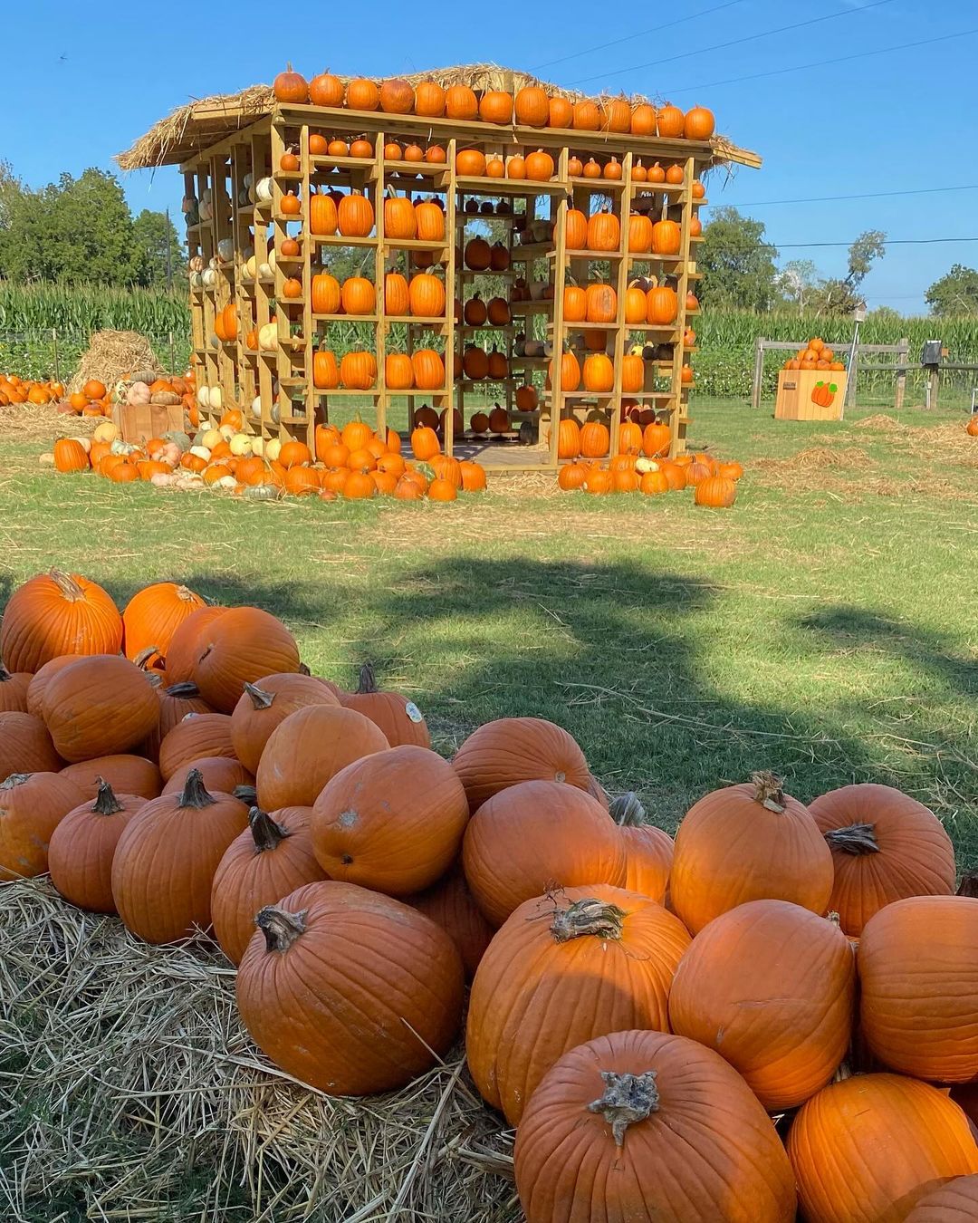 10+ Fabulous Fall Festivals In Houston To Enjoy This 2025