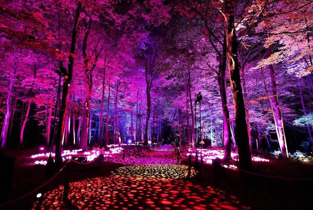 Enjoy A Weekend At The Forbidden Forest Experience In Austin