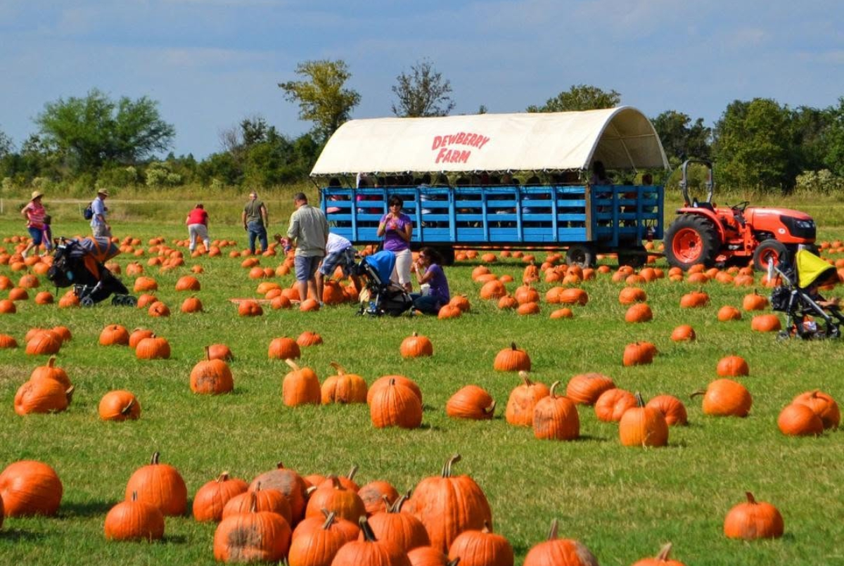 Fall Festival And Houston's '#1 Pumpkin Patch' Opens This Weekend With Over 40 Autumn Attractions