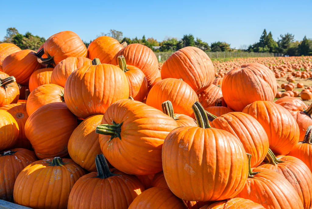Fall Festival And Houston's '#1 Pumpkin Patch' Opens This Weekend With ...