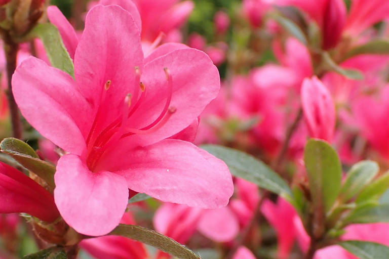 Houston's Most Beautiful Private Gardens Will Open To The Public This ...