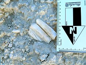 Ice Age History Comes To Life: Fossils Were Found Just 20 Minutes Away ...
