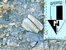 Ice Age History Comes To Life: Fossils Were Found Just 20 Minutes Away ...