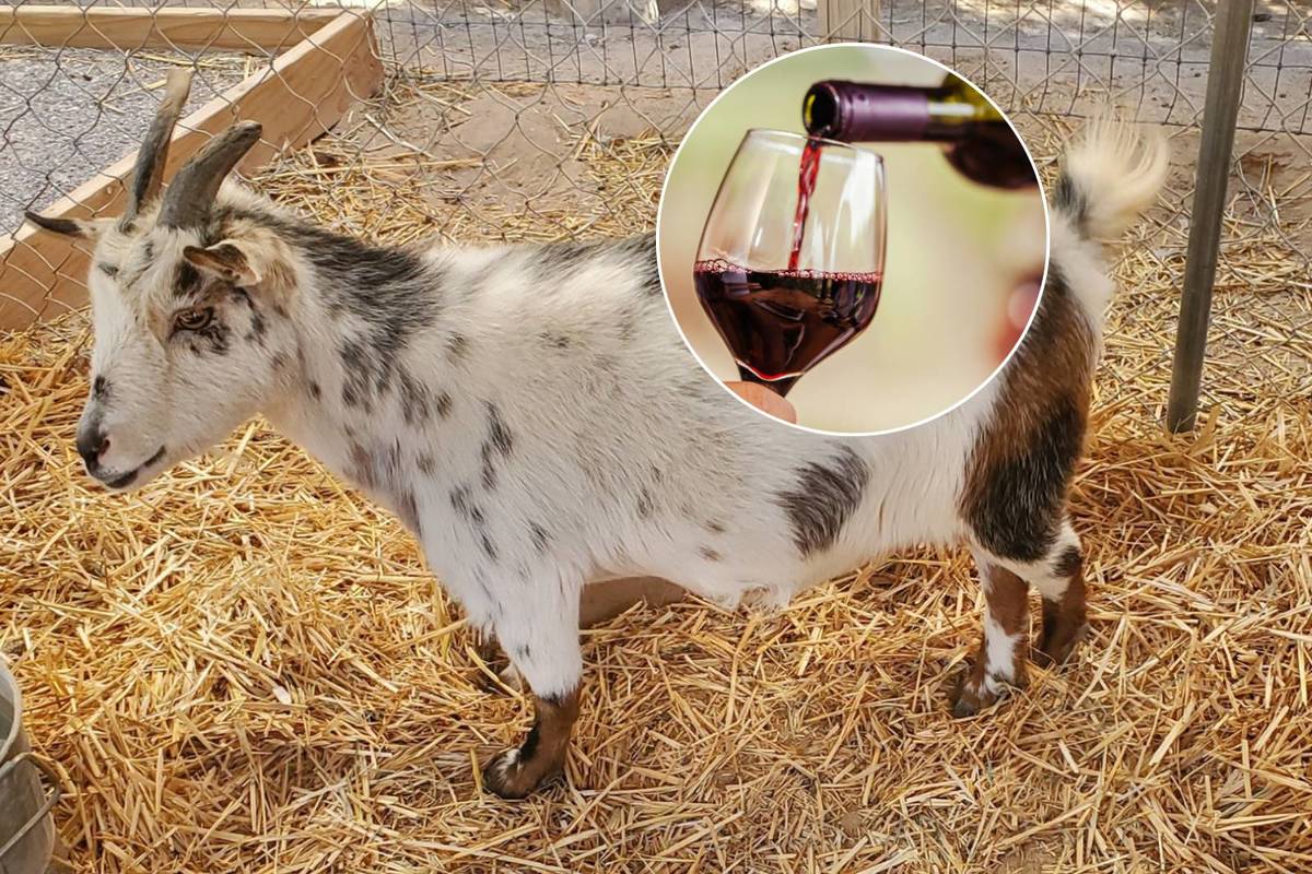 This local rescue farm is gearing up for its newest summer event series ...
