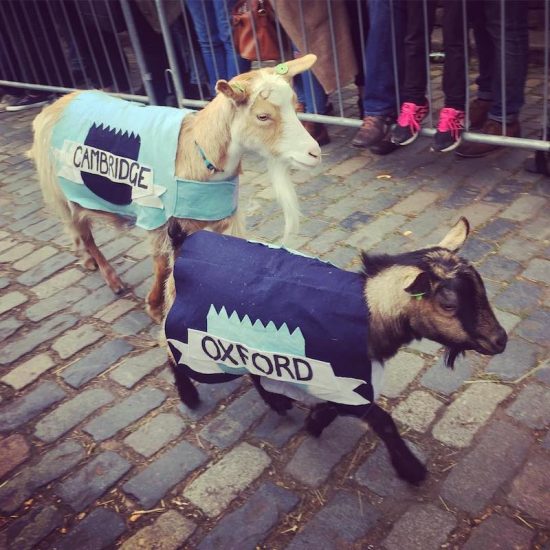 Goat Race 2020: The Oxford-Cambridge Goat Race Is Back This March