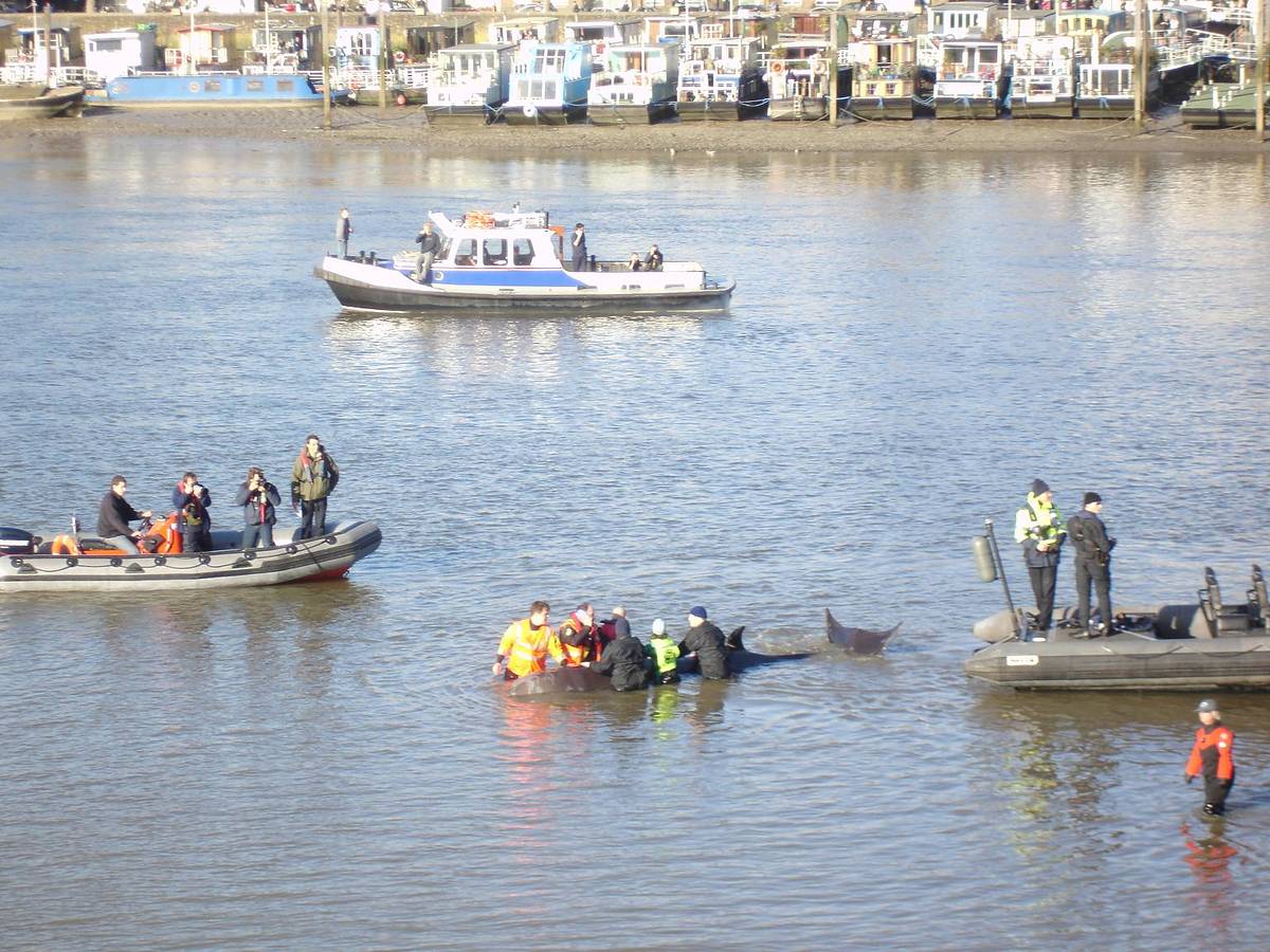 25 Surprising Facts We Bet You Didn’t Know About The Thames