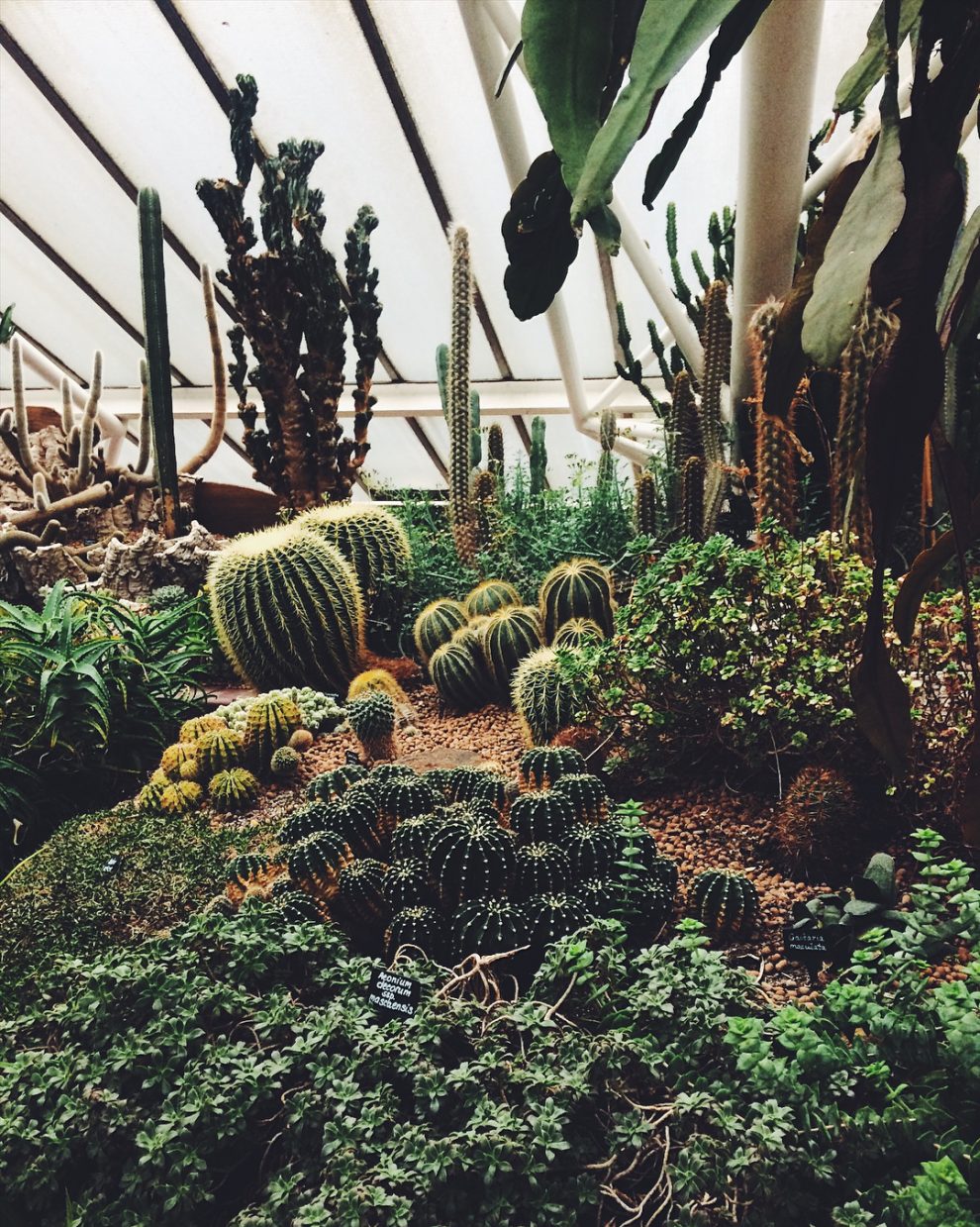 Barbican Conservatory: London's Beautiful Indoor Rainforest