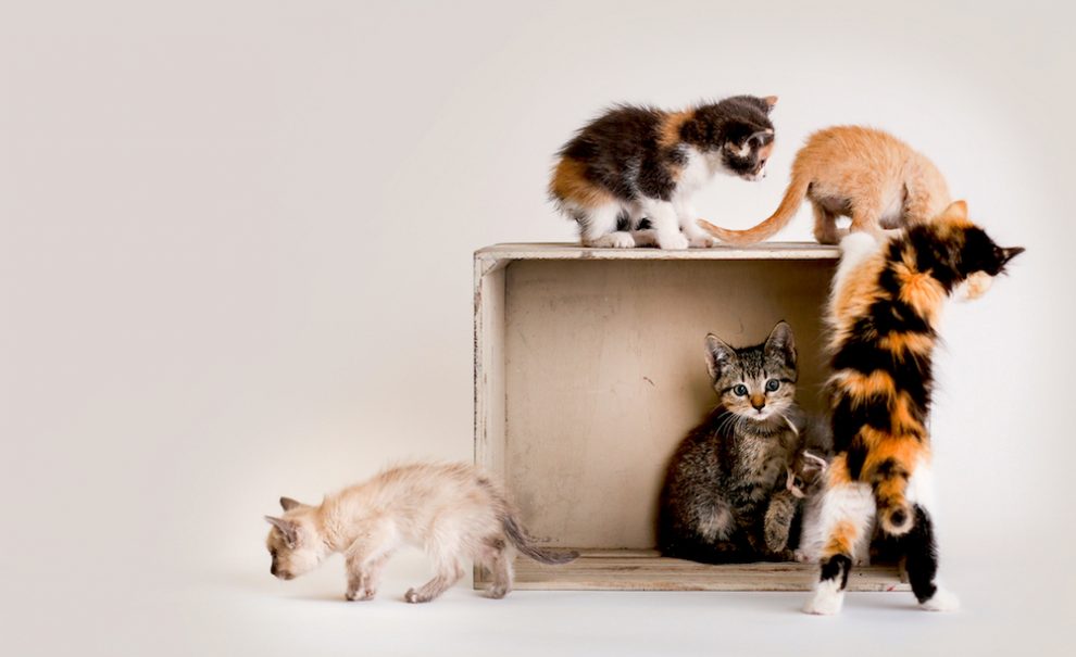 CatFest 2019: London's Cat Festival Is Returning This Year And It Will ...