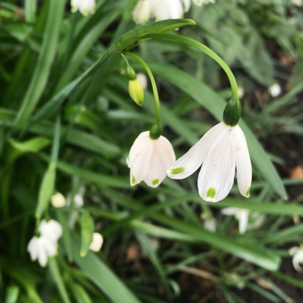 Snowdrops In London: Chelsea Physic Garden's Display Is Blooming Marvellous