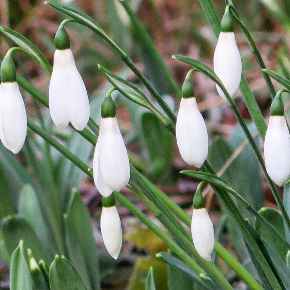 Snowdrops In London: Chelsea Physic Garden's Display Is Blooming Marvellous