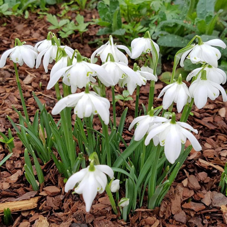 Snowdrops In London: Chelsea Physic Garden's Display Is Blooming Marvellous