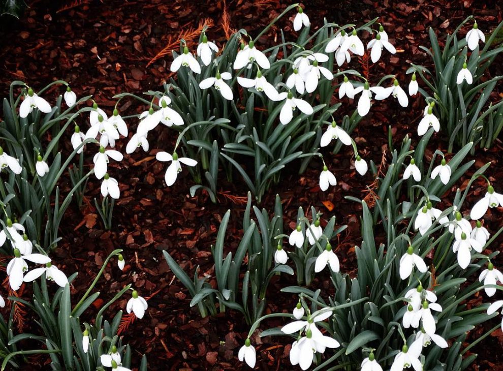 Snowdrops In London: Chelsea Physic Garden's Display Is Blooming Marvellous