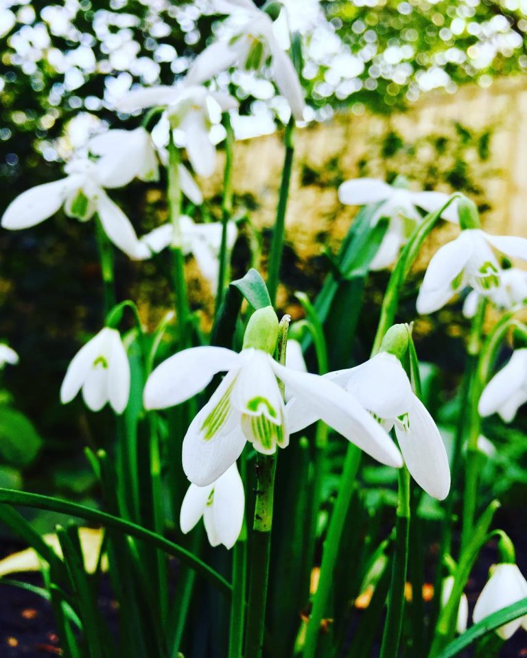 Snowdrops In London: Chelsea Physic Garden's Display Is Blooming Marvellous