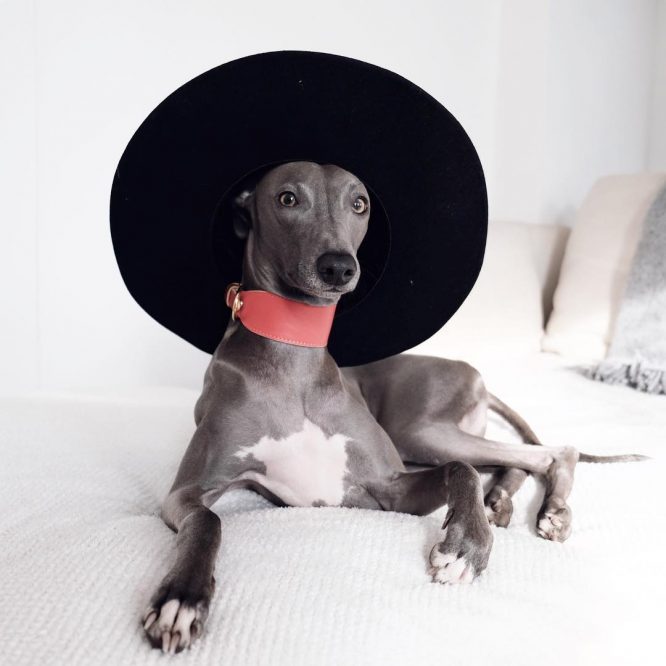 15 London Dogs You Should Definitely Be Following On Instagram